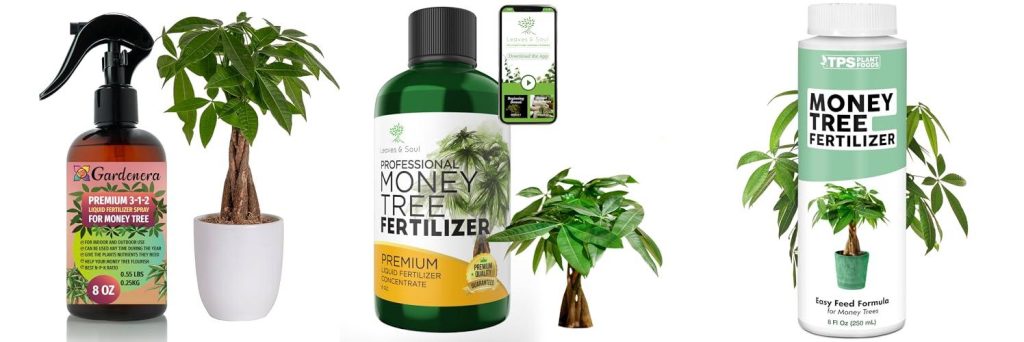 Best Plant Food For Money Tree - Top 5 Picks & Review